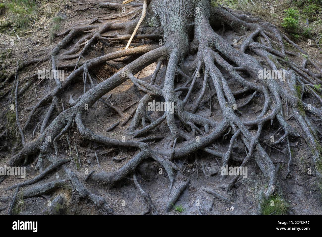 Spruce root in Saxon Switzerland Stock Photo - Alamy