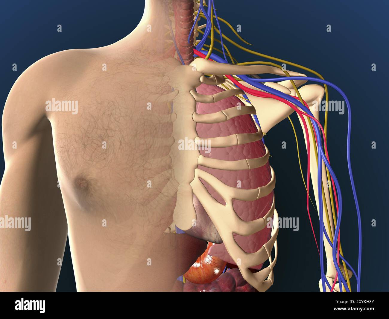 Internal organs cutaway hi-res stock photography and images - Alamy