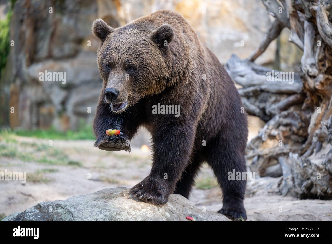 Berlin, Germany. 30th Aug, 2024. Brown bear Momoa balances a piece of ...
