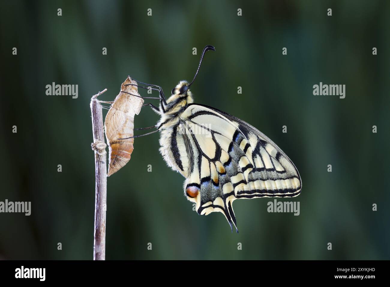 Swallowtail, Papilio machaon, Common Yellow Swallowtail Stock Photo - Alamy