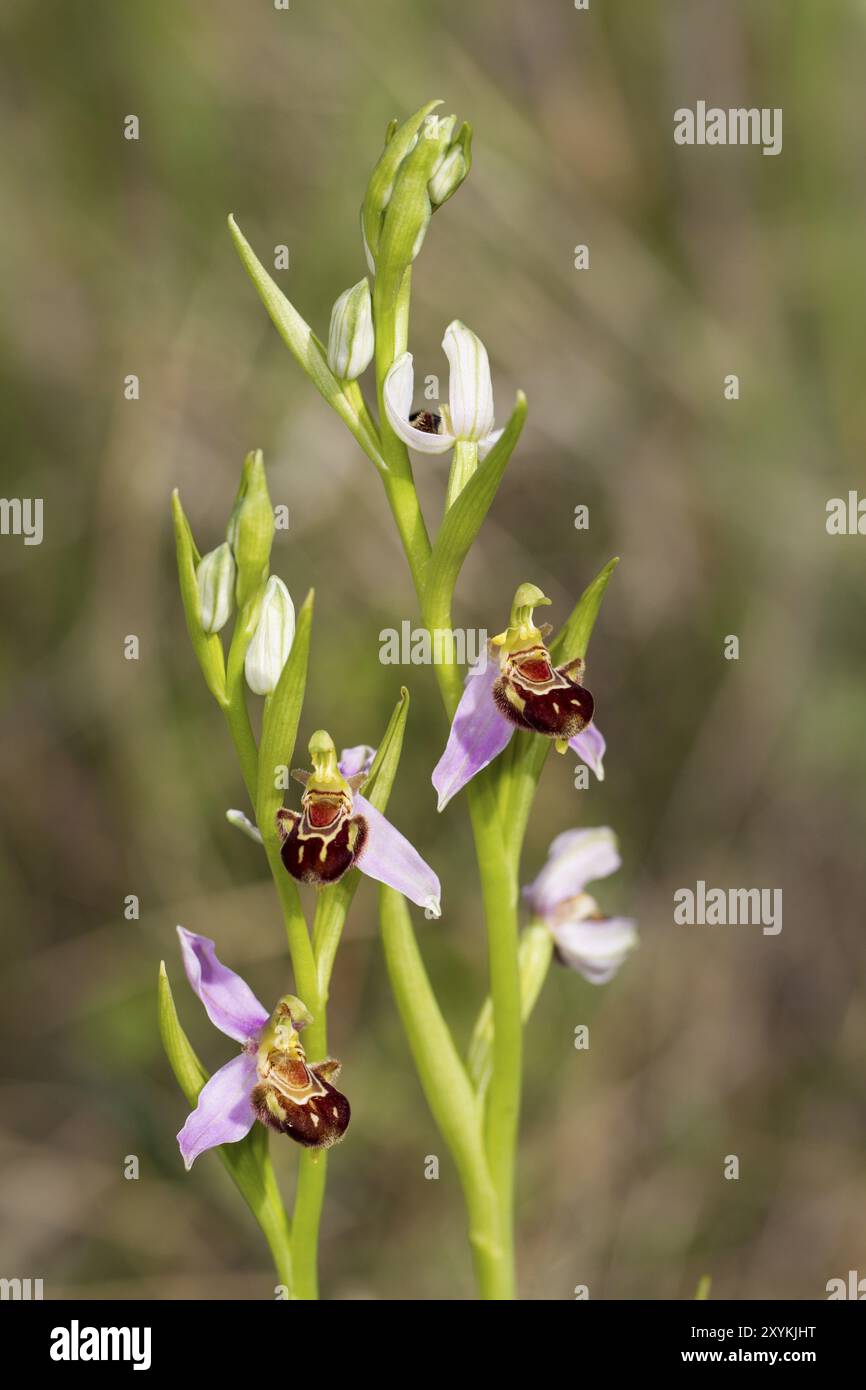 Bee orchid, Ophrys apifera, Bee orchid Stock Photo - Alamy