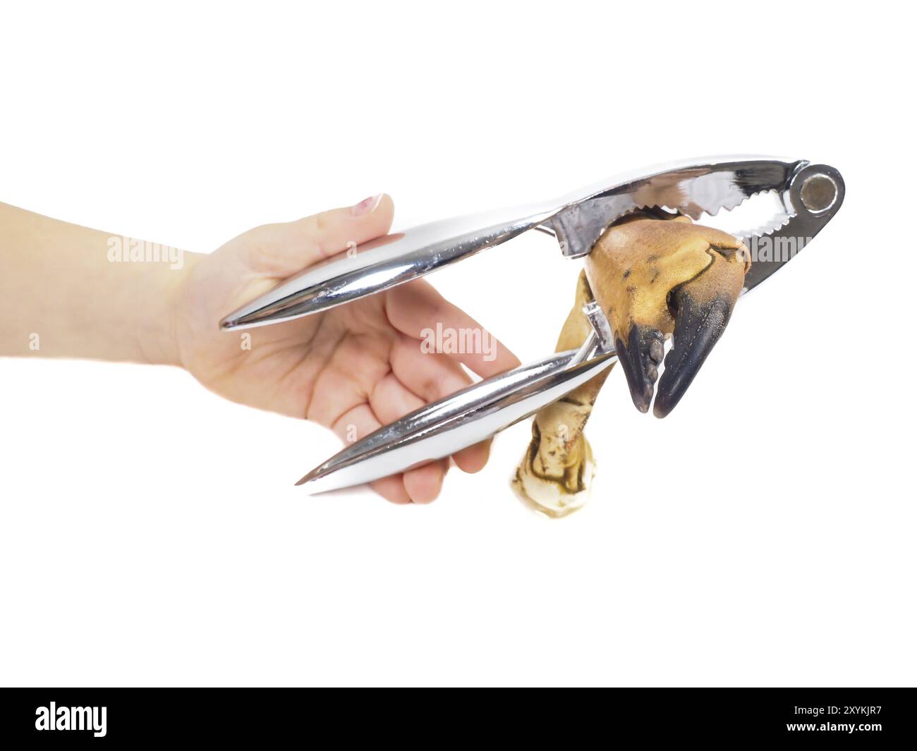 Young person opening a crab claw towards white background with ...