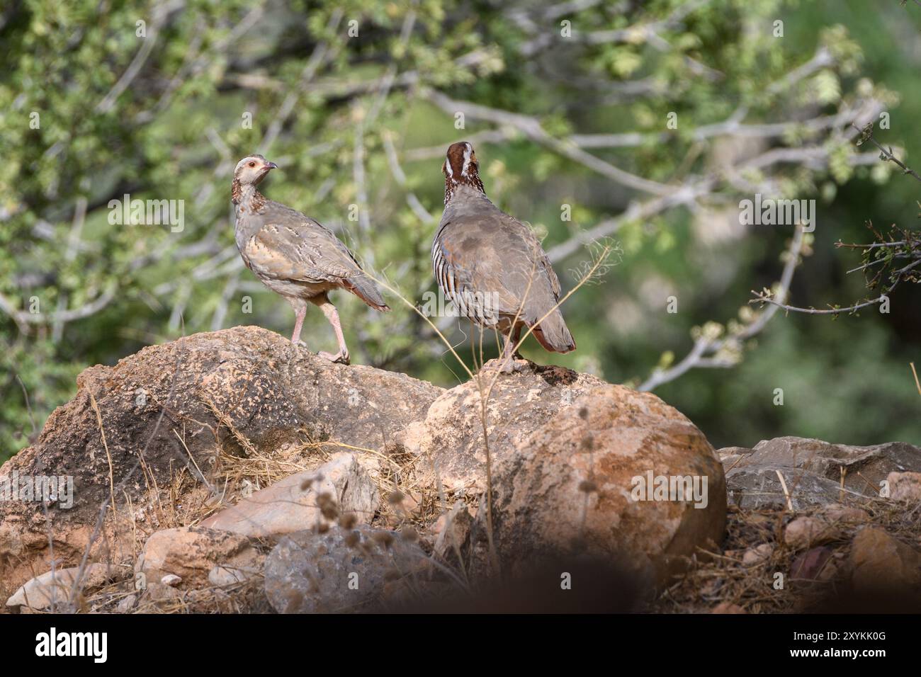 Barbary Partridge (Alectoris Barbara) in the wild Stock Photo - Alamy