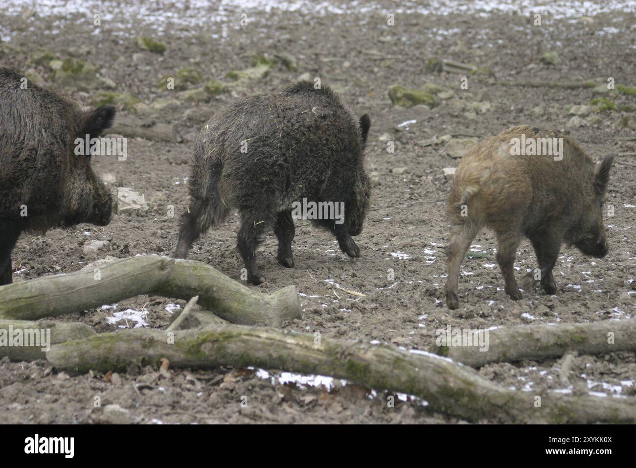 Wild boar family in a game enclosure Stock Photo - Alamy