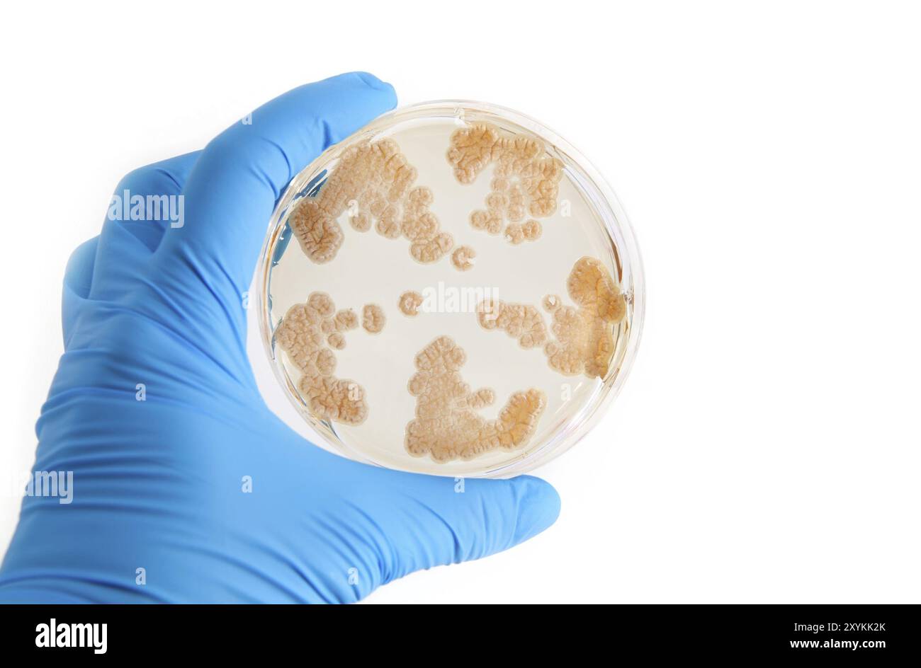 Fungi grow on agar plate in laboratory Stock Photo - Alamy