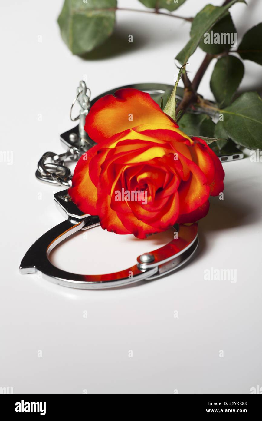 Handcuffs with a rose Stock Photo - Alamy