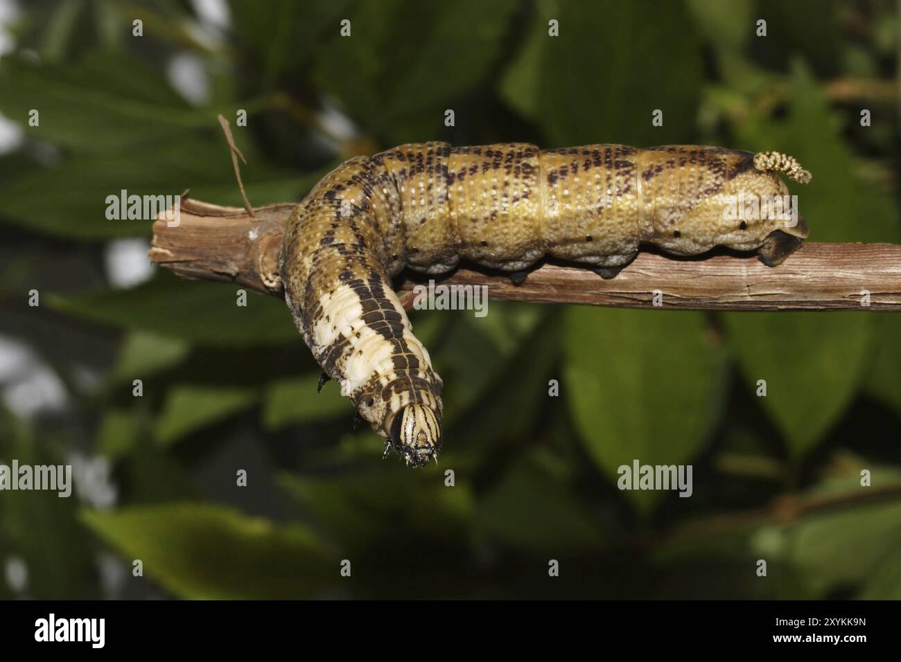 Death's head hawkmoth, caterpillar, Acherontia atropos, Greater death's ...