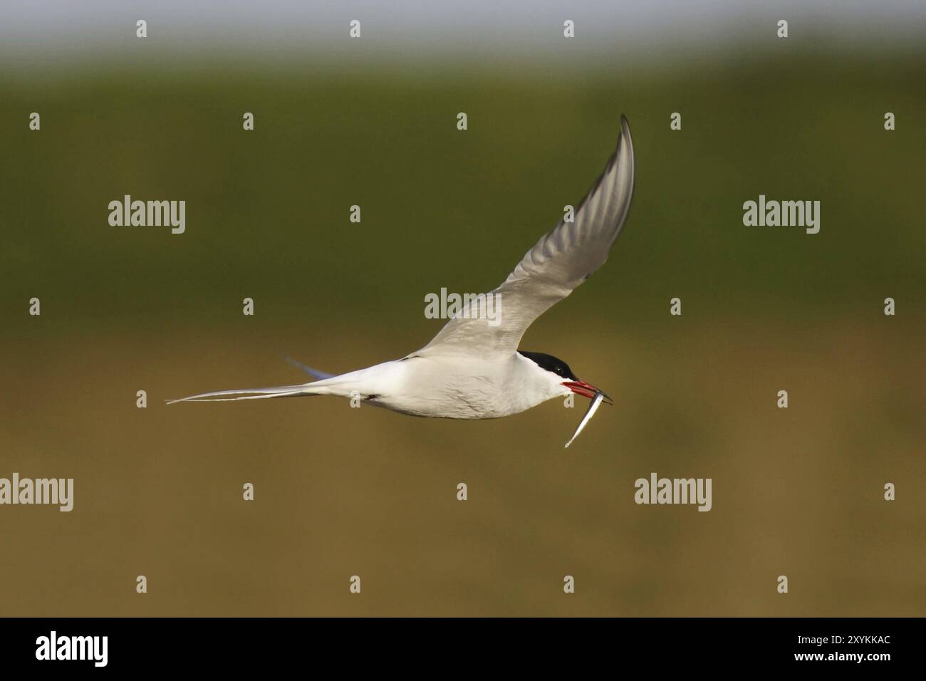 Common Tern, Sterna hirundo, common tern Stock Photo - Alamy