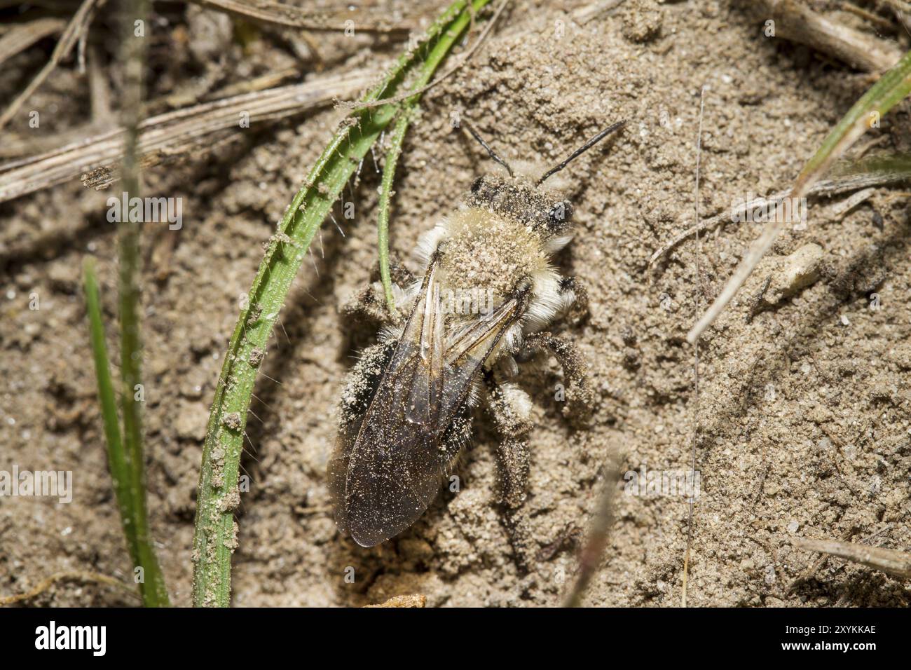 Grey backed mining bee hi-res stock photography and images - Alamy