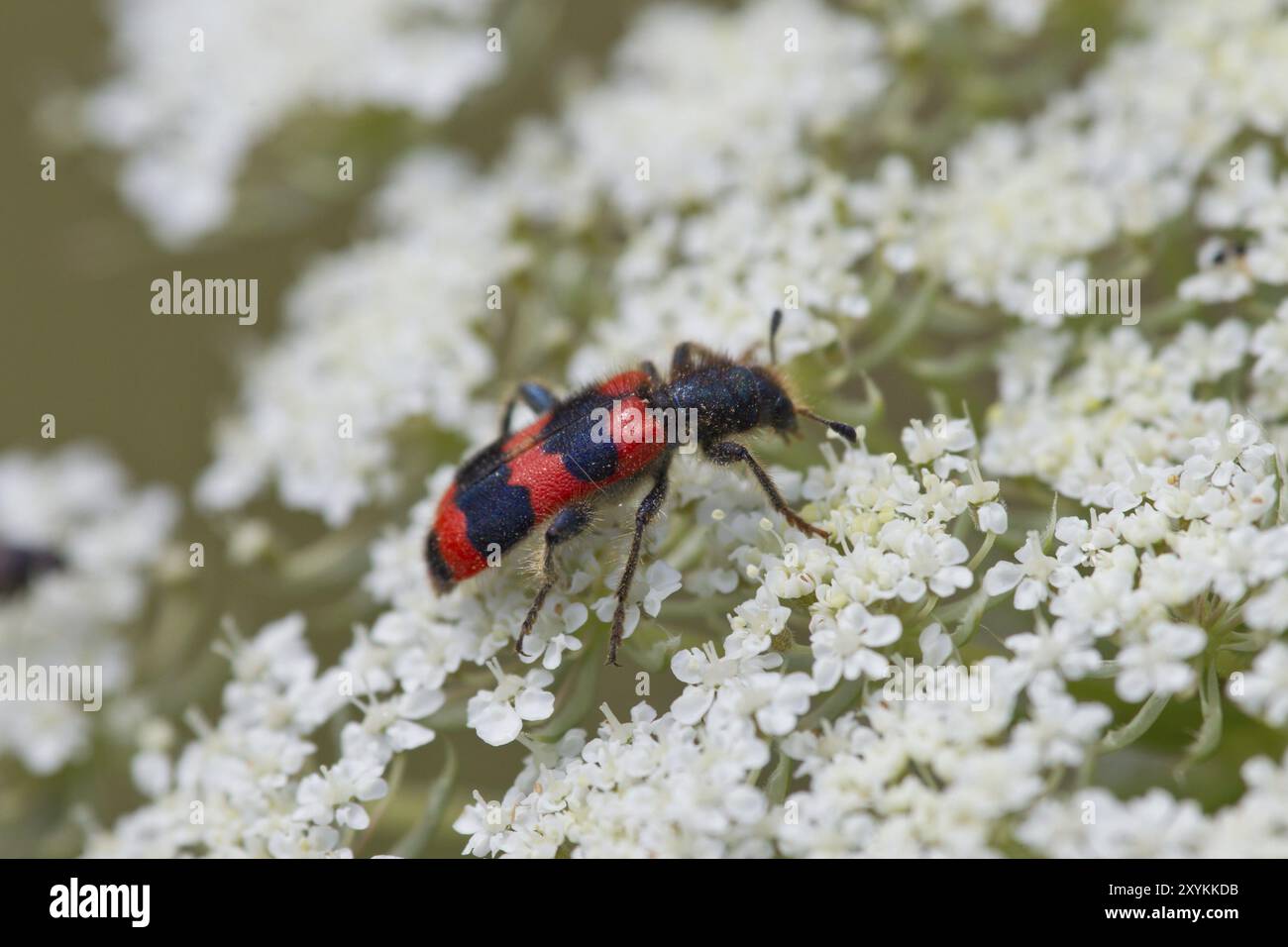 Bienenwolf, Trichodes apiarius, beetle Stock Photo - Alamy