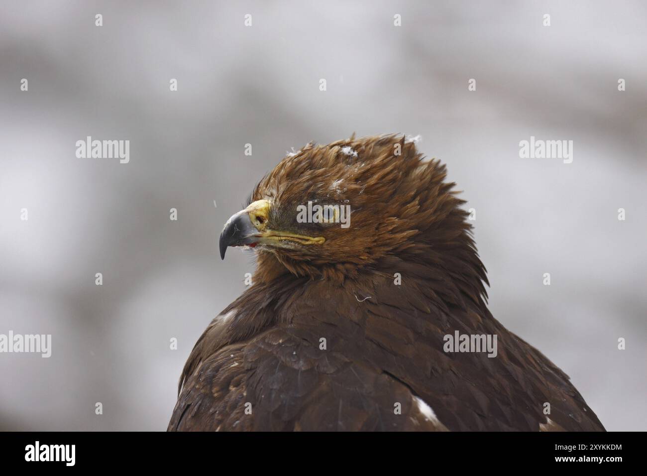 Lesser spotted eagle, Aquila pomarina, lesser spotted eagle Stock Photo ...