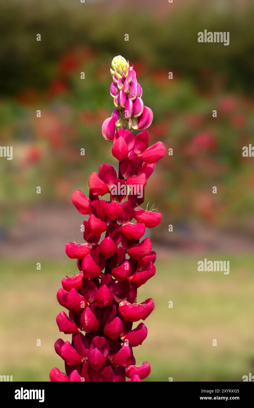 Single flower stem of Lupin (Lupinus 'Beefeater') in a garden in summer ...