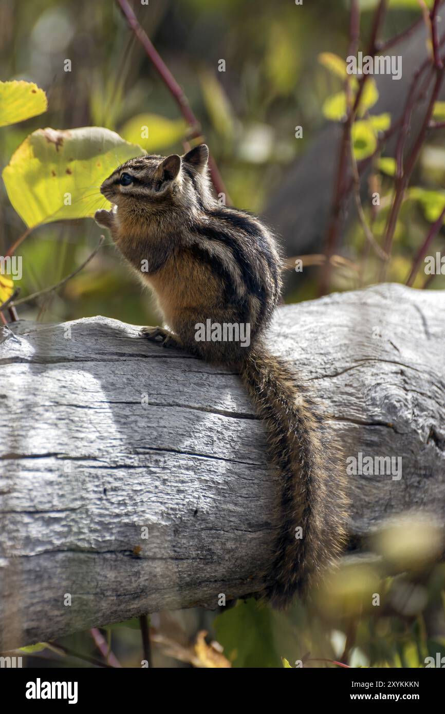 Uinta Chipmunk (Neotamias umbrinus fremonti Stock Photo - Alamy