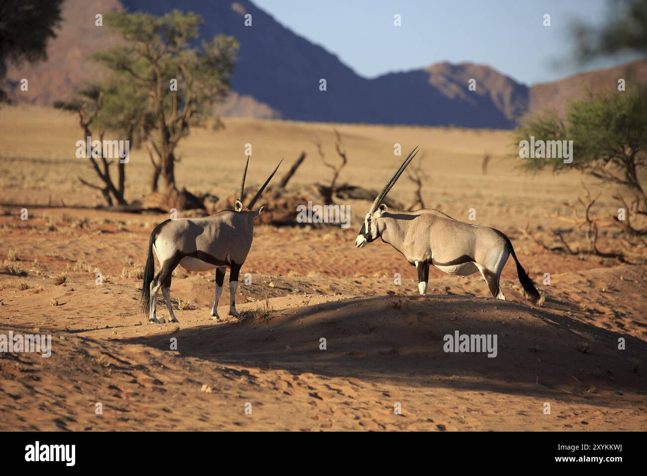 Oryx antelopes in the Namib-Naukluft Park in Namibia Stock Photo - Alamy