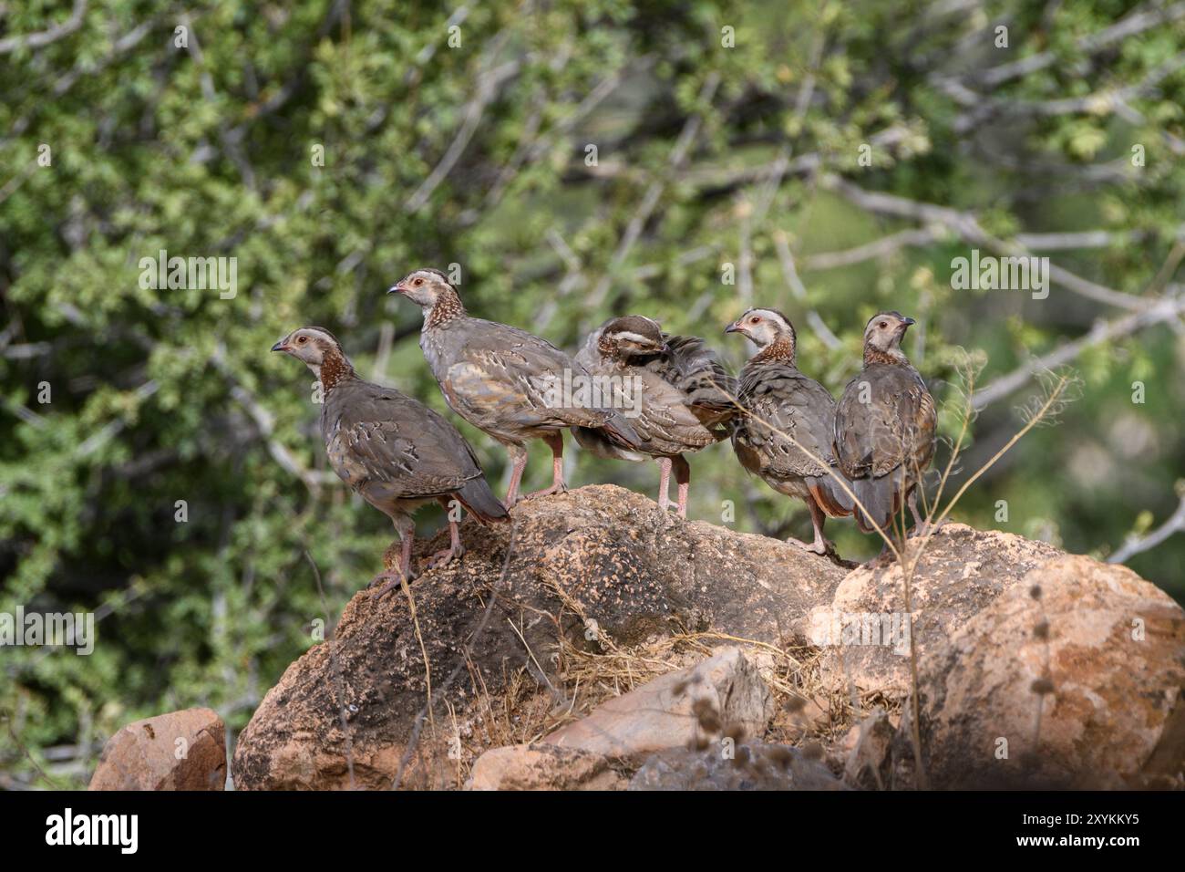 Grey partridge chicks hi-res stock photography and images - Alamy