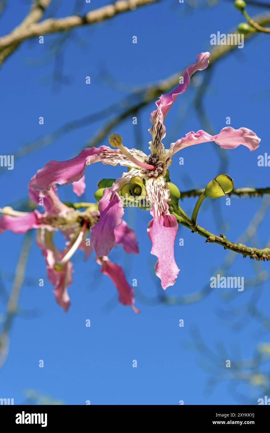 Kapok tree blossoming hi-res stock photography and images - Alamy