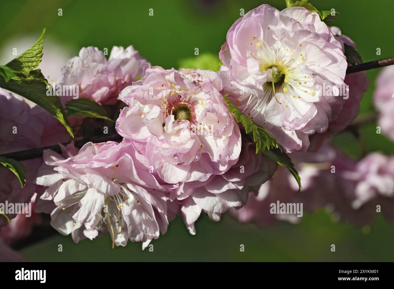 Pink flowering almond prunus triloba shrub hi-res stock photography and ...