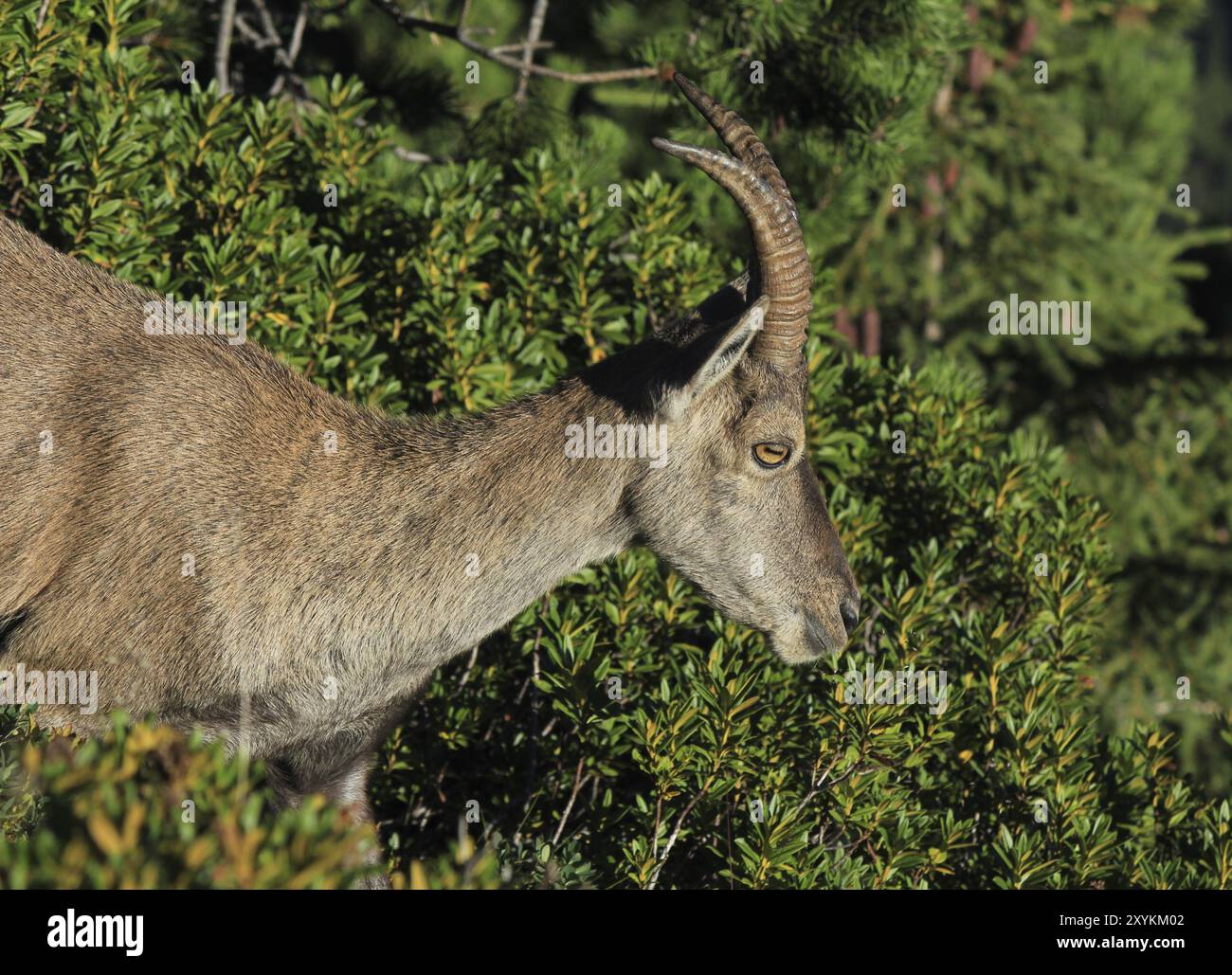 Wild animal living high up in the Alps. Female alpine ibex Stock Photo ...