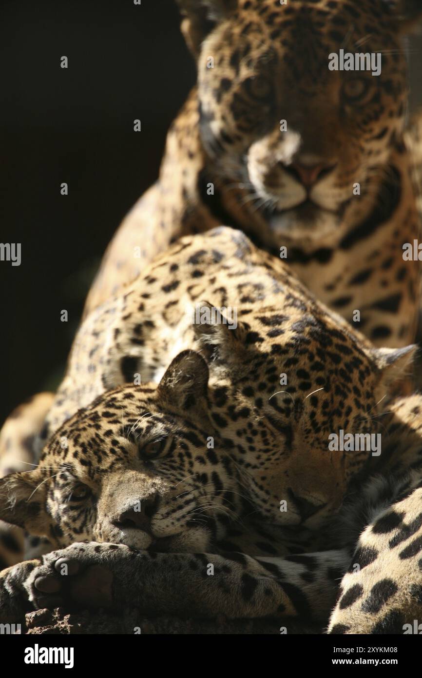 Jaguar prey catch hi-res stock photography and images - Alamy