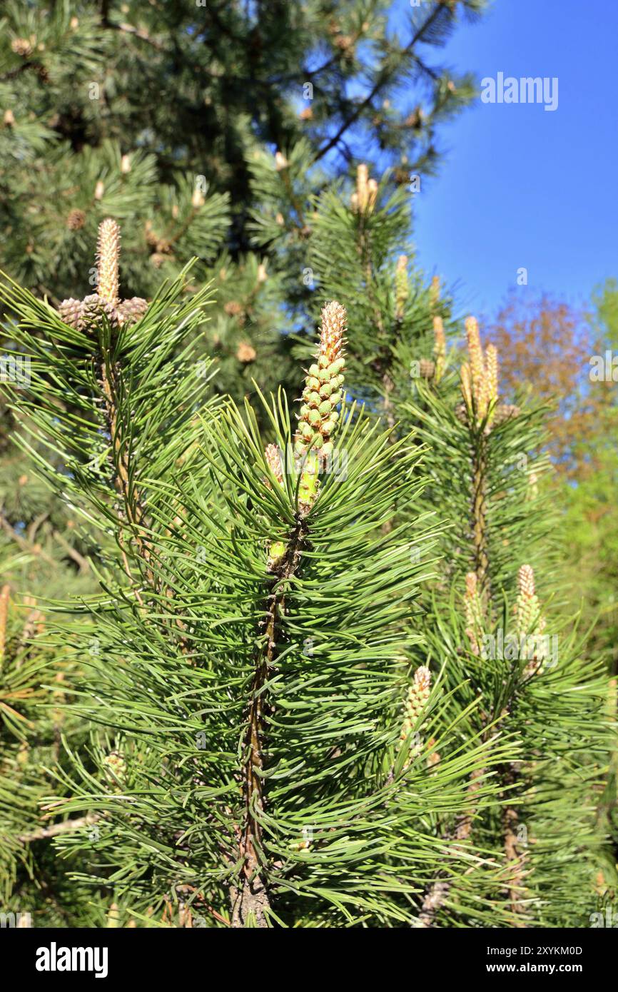 Pinus mugo. Needles and buds close up, Beautiful natural background ...