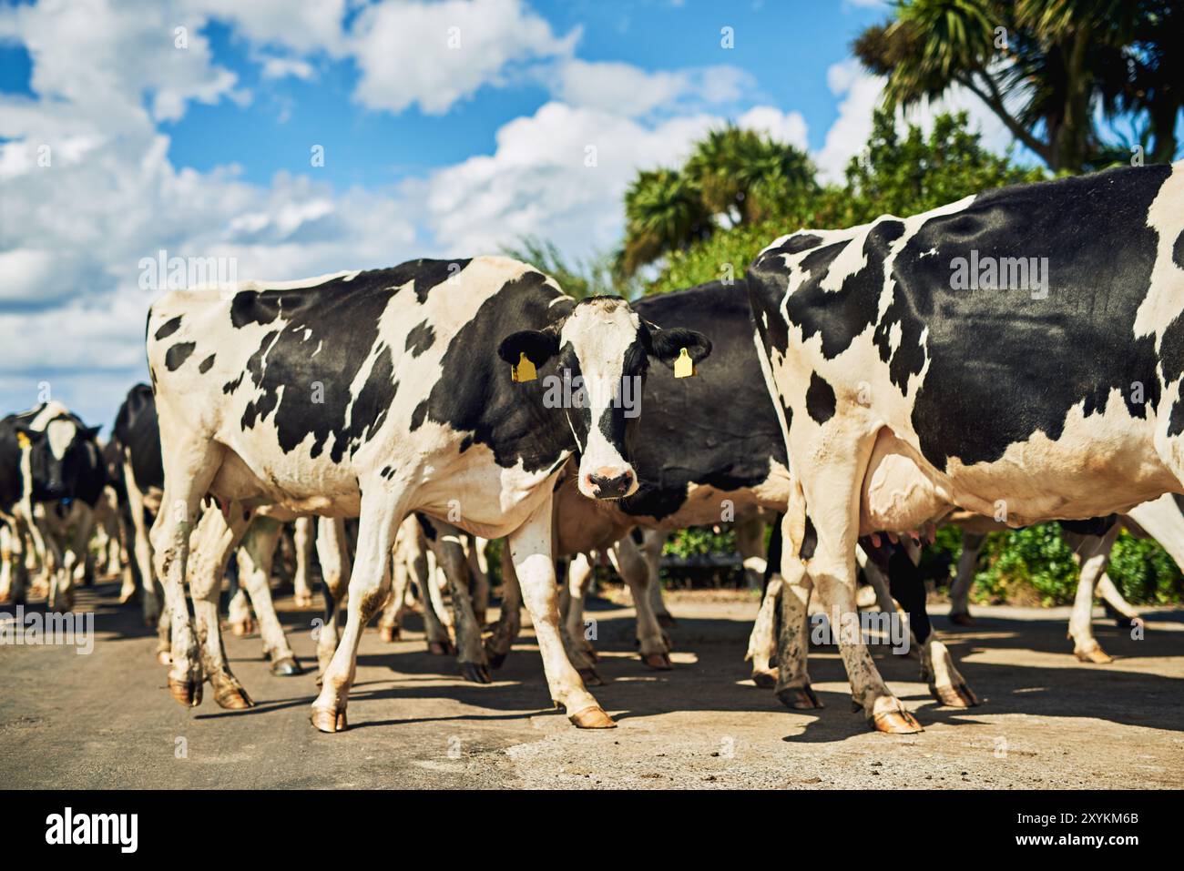 Portrait, group and cows on farm for walking, grazing or vegetation for ...