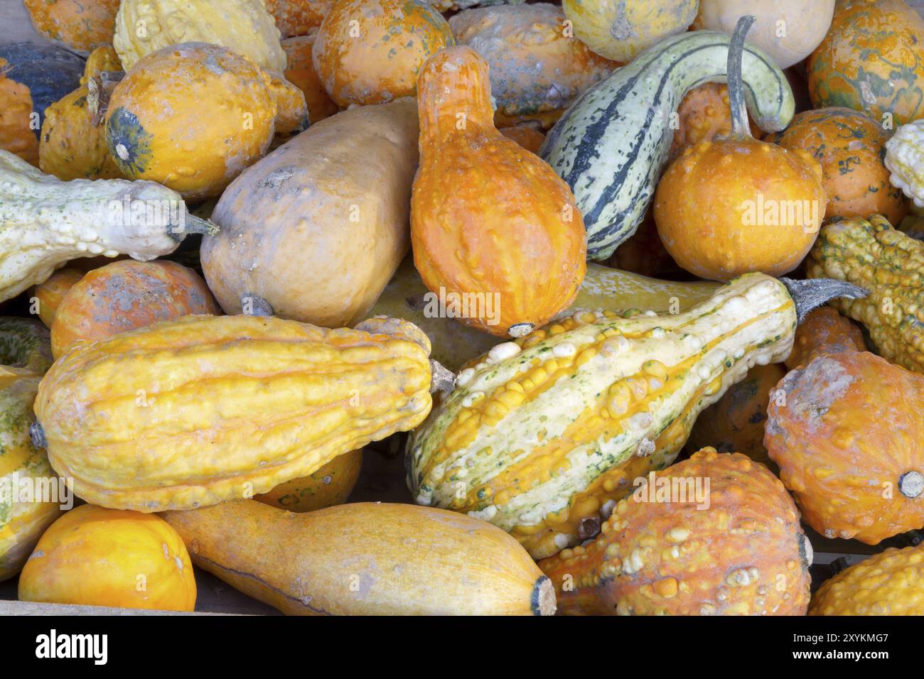Selection of ornamental pumpkins Stock Photo - Alamy