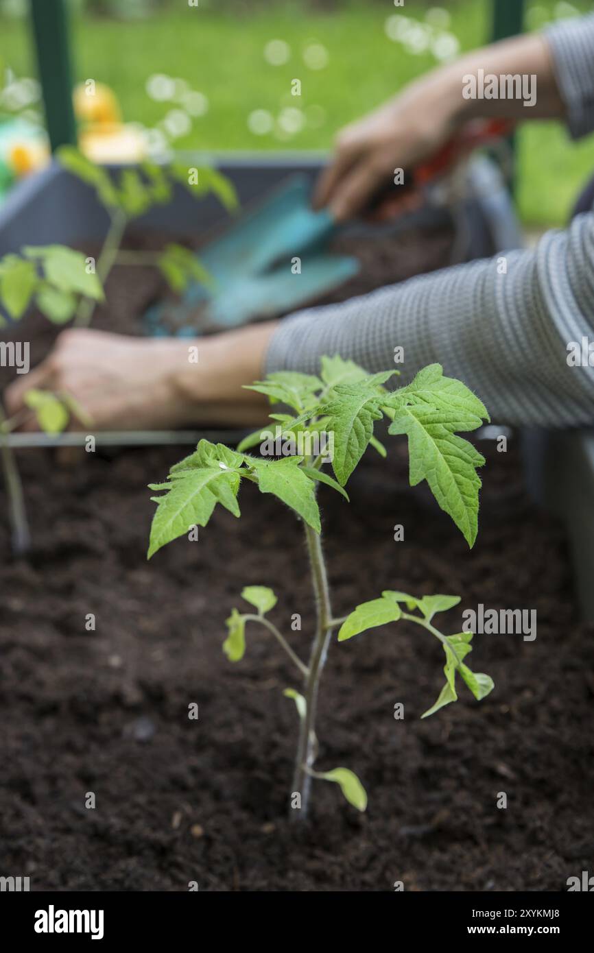 Planting home-grown tomato plants Stock Photo - Alamy