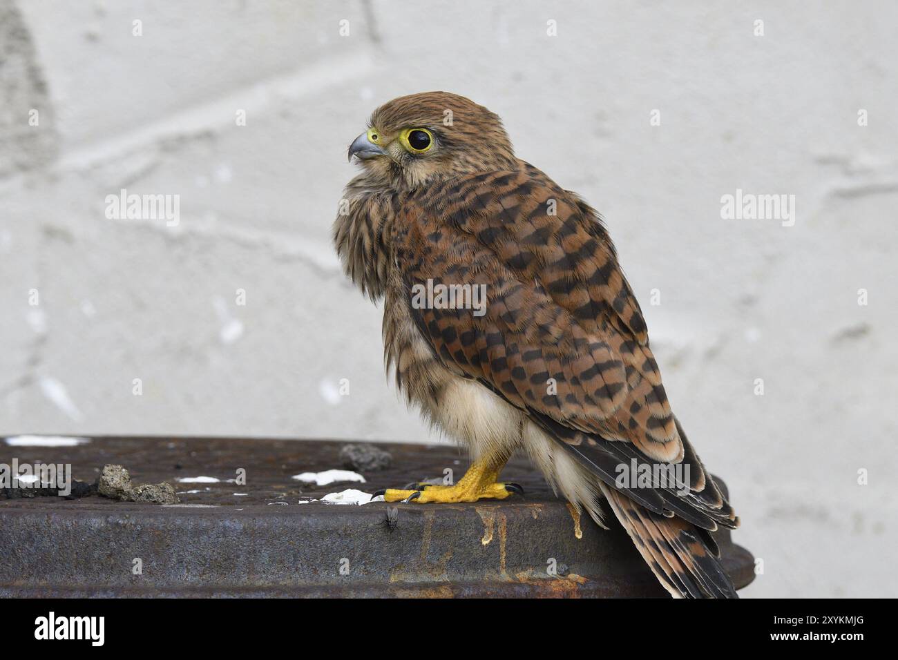 Common kestrel first flight attempt. Young kestrels making their first ...