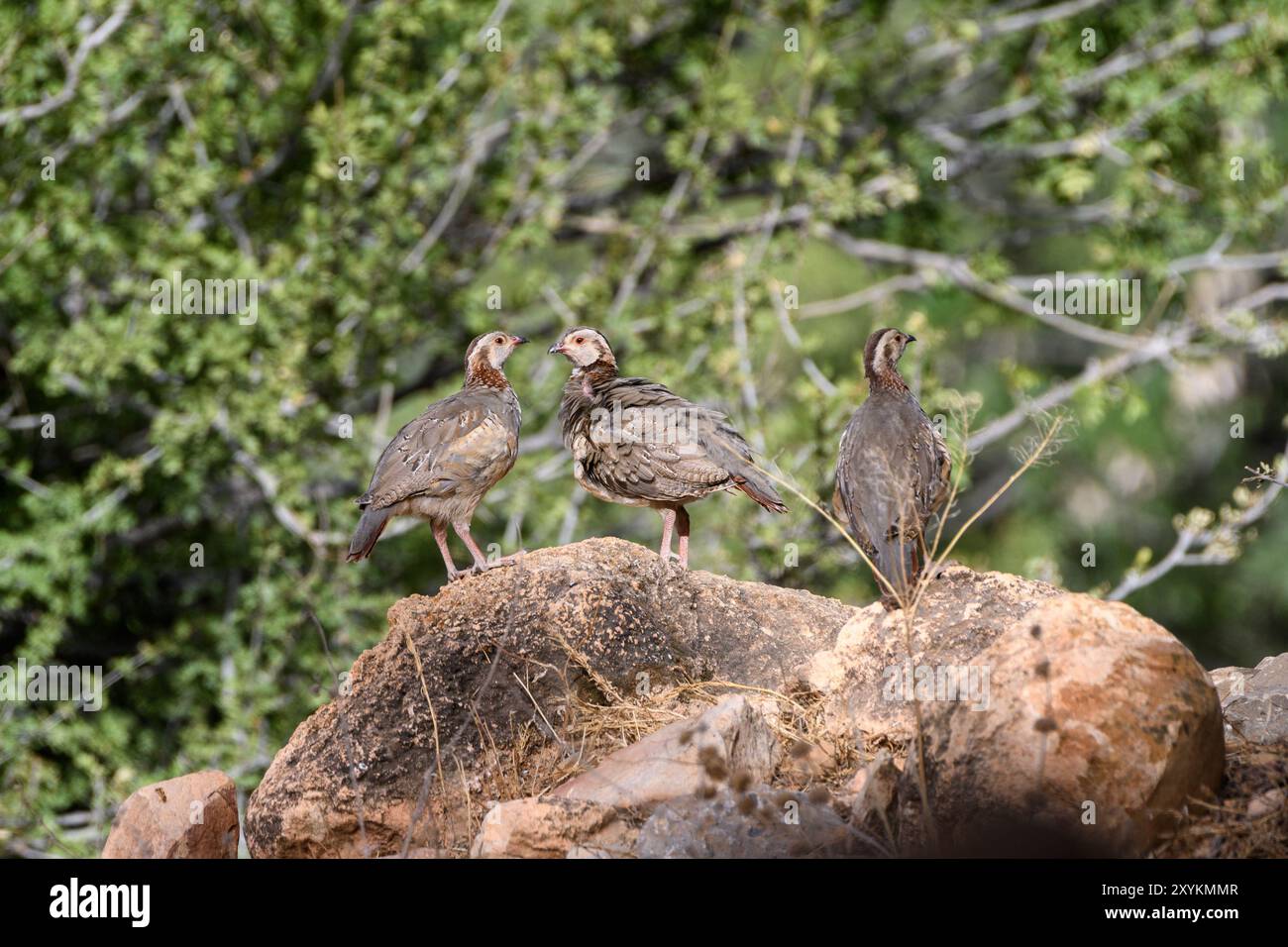 Barbary Partridge (Alectoris Barbara) in the wild Stock Photo - Alamy