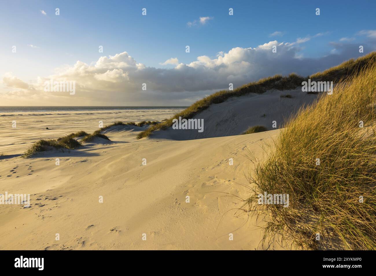 Landscape in the dunes on the island of Amrum Stock Photo - Alamy