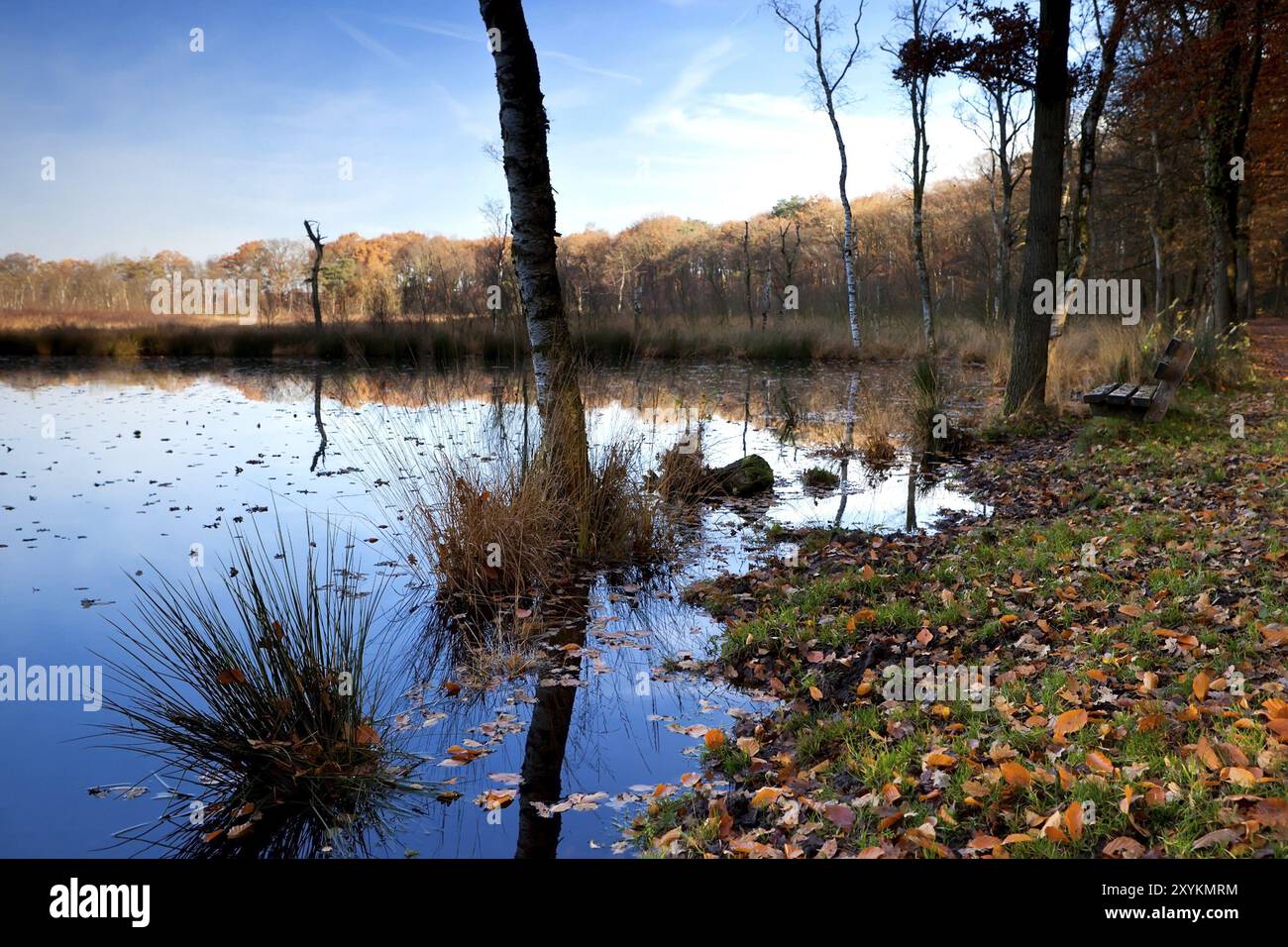 Flooded wetlands during wet hi-res stock photography and images - Alamy