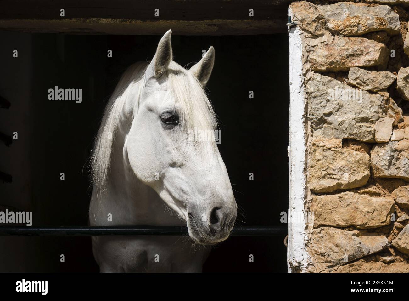 White horse in its corral, Sa granja, municipality of Esporlas ...