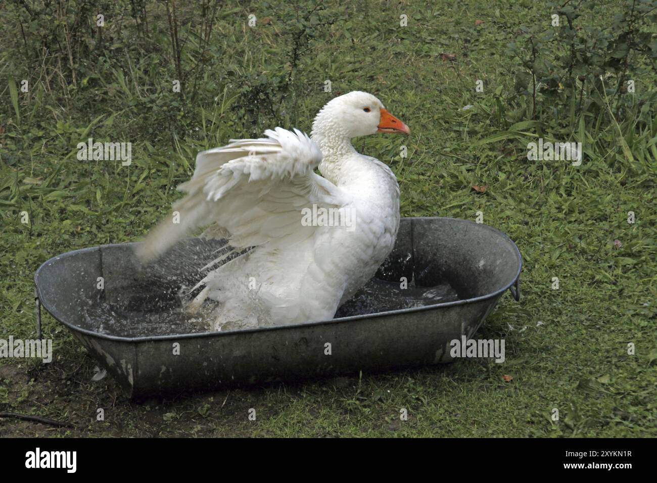 Lippe bath hi-res stock photography and images - Alamy