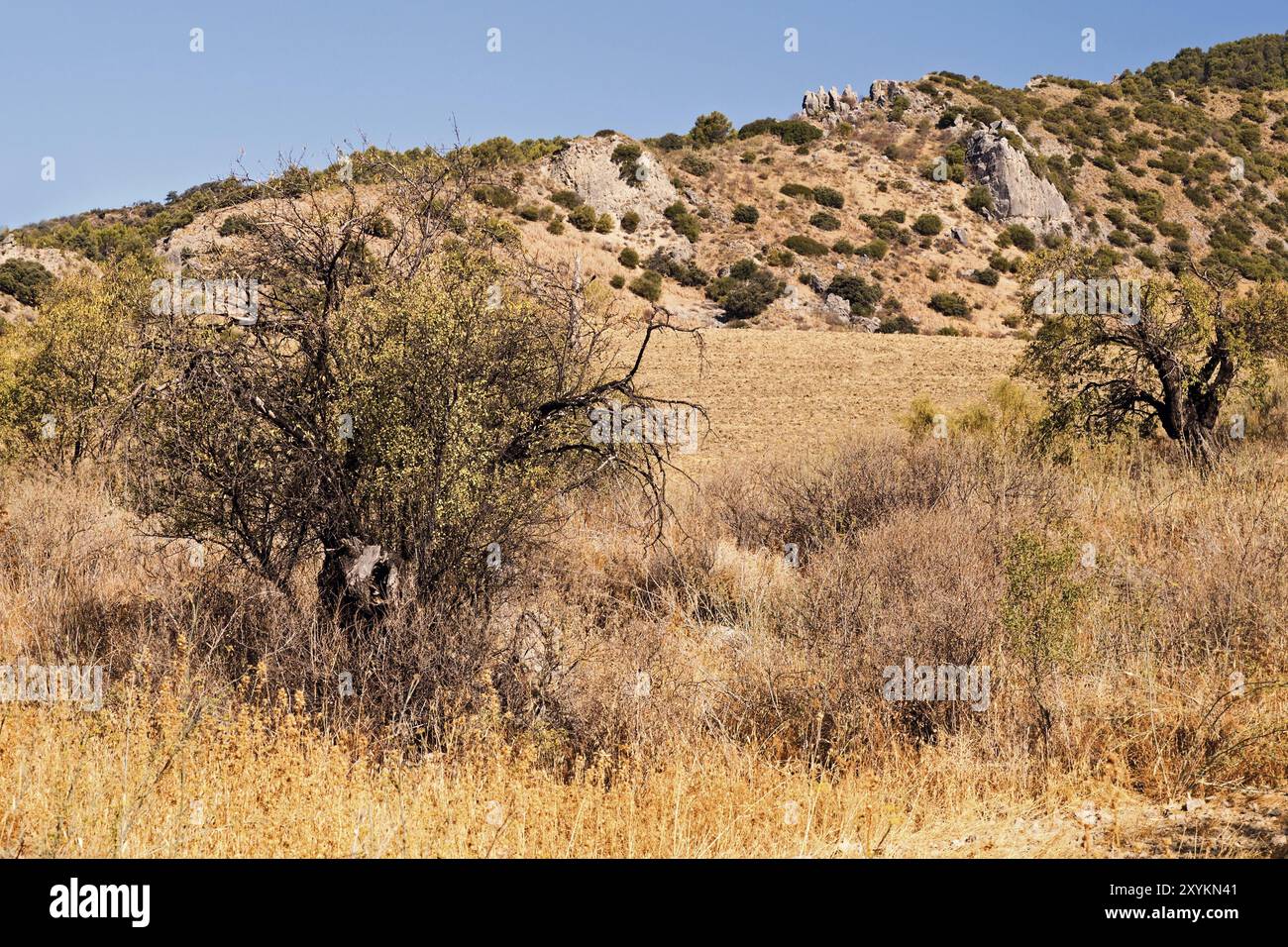 Typical Spanish dry landscape, Montecorto, Andalucia Stock Photo - Alamy