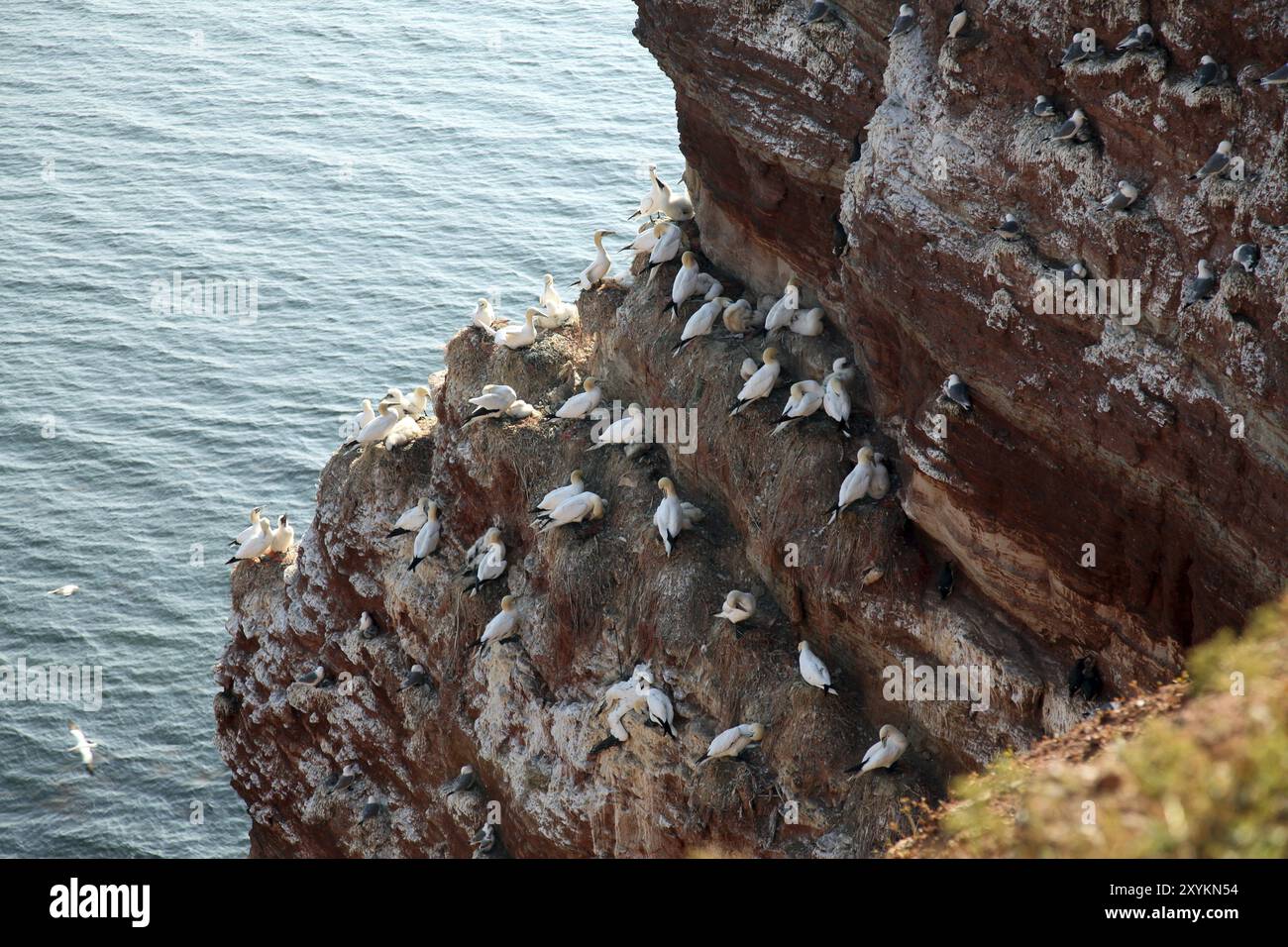 Helgoland rocks seagull hi-res stock photography and images - Alamy