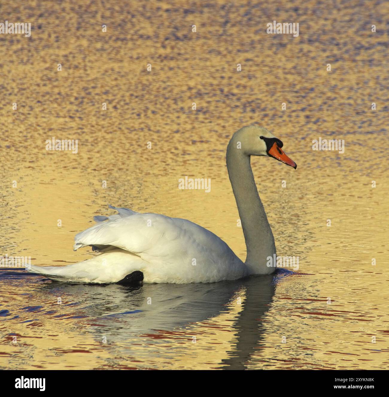 Swan, Swan 20 Stock Photo - Alamy