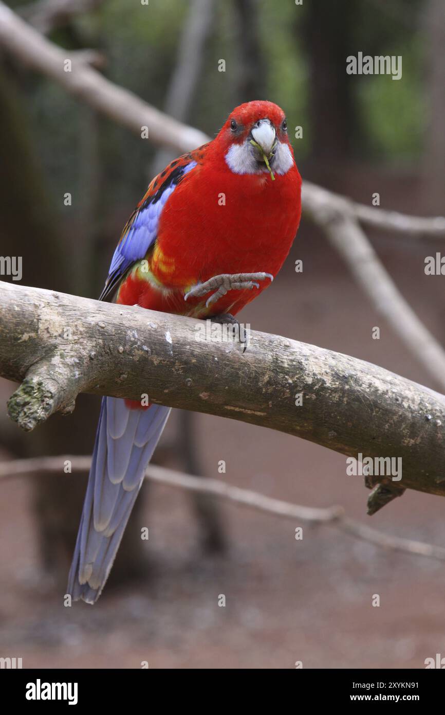 Pennant rosella hi-res stock photography and images - Alamy