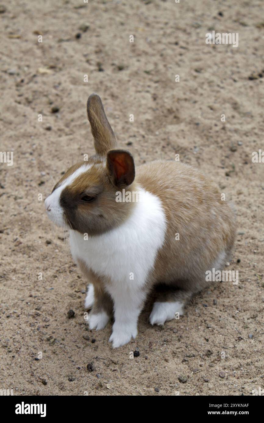Cuddly rabbit childs toy hi-res stock photography and images - Alamy