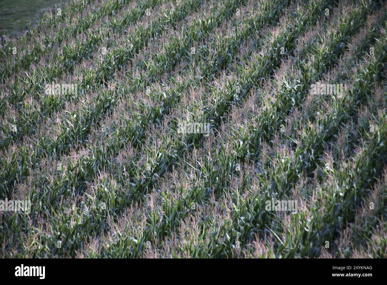 Corn rows hi-res stock photography and images - Alamy