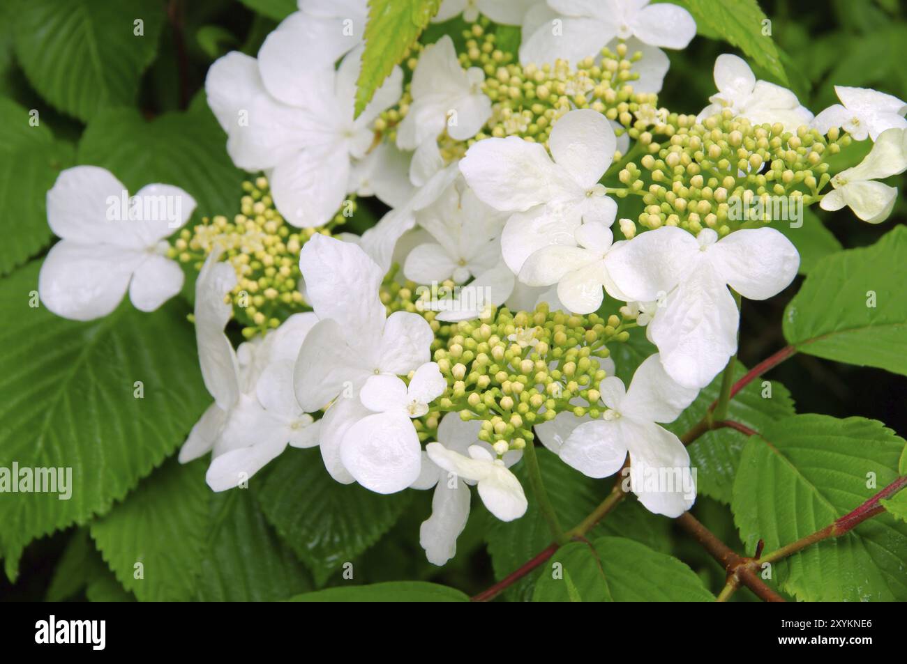 Hydrangea sprout hi-res stock photography and images - Alamy