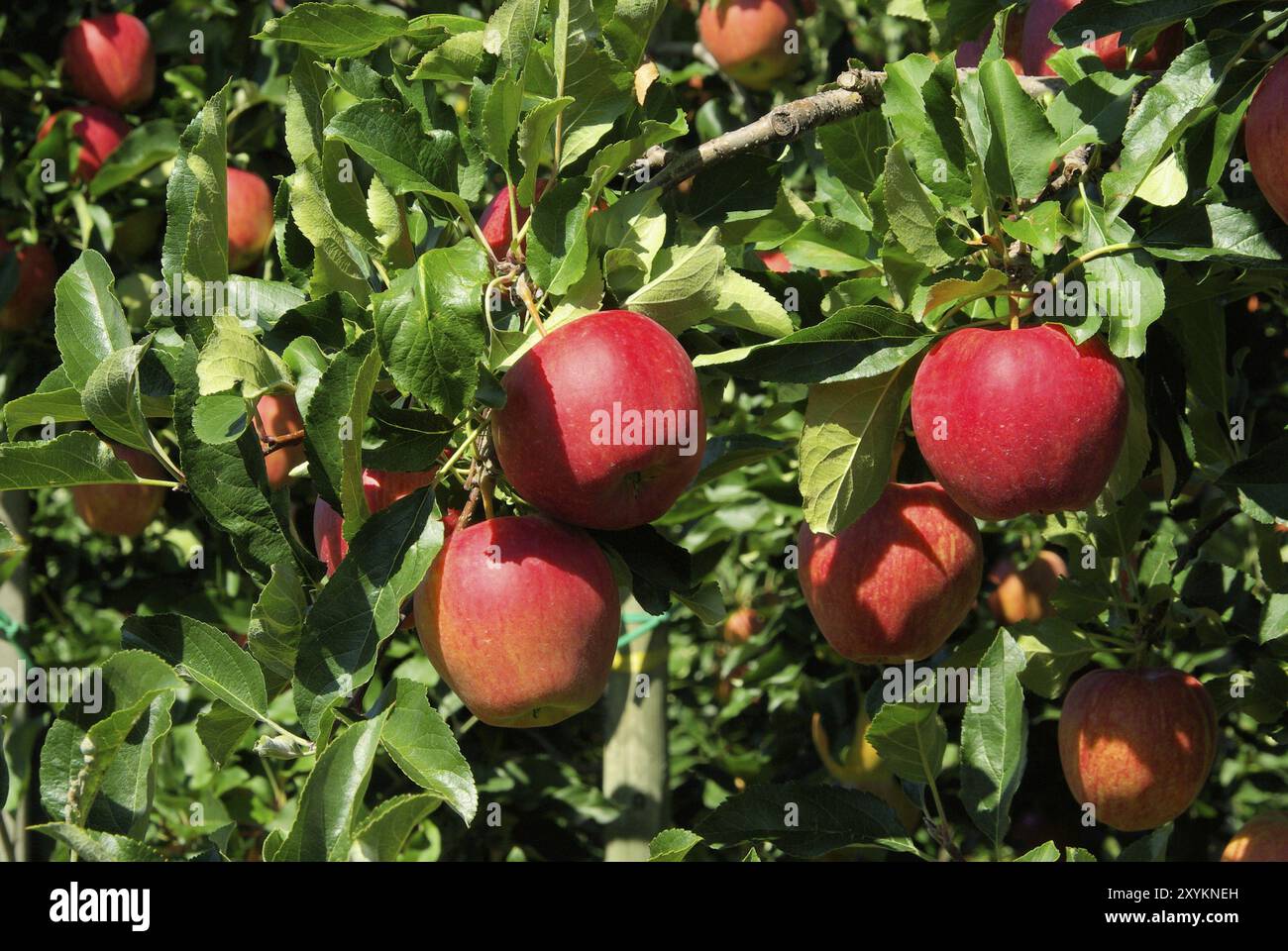 Apple trees in hoarfrost hi-res stock photography and images - Alamy