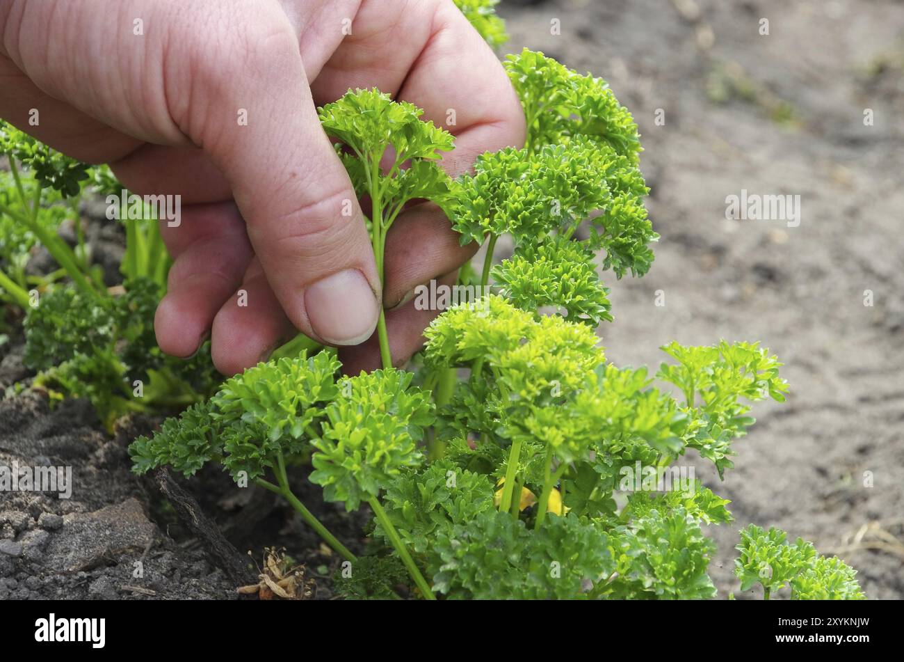 Harvesting parsley hi-res stock photography and images - Alamy