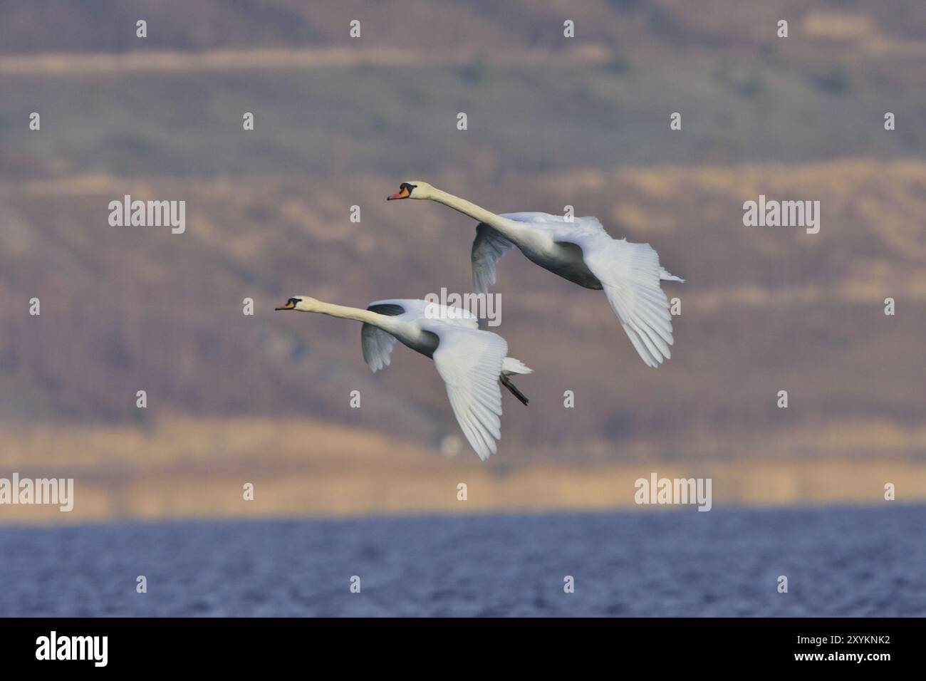 Bird in mid flight displays hi-res stock photography and images - Alamy