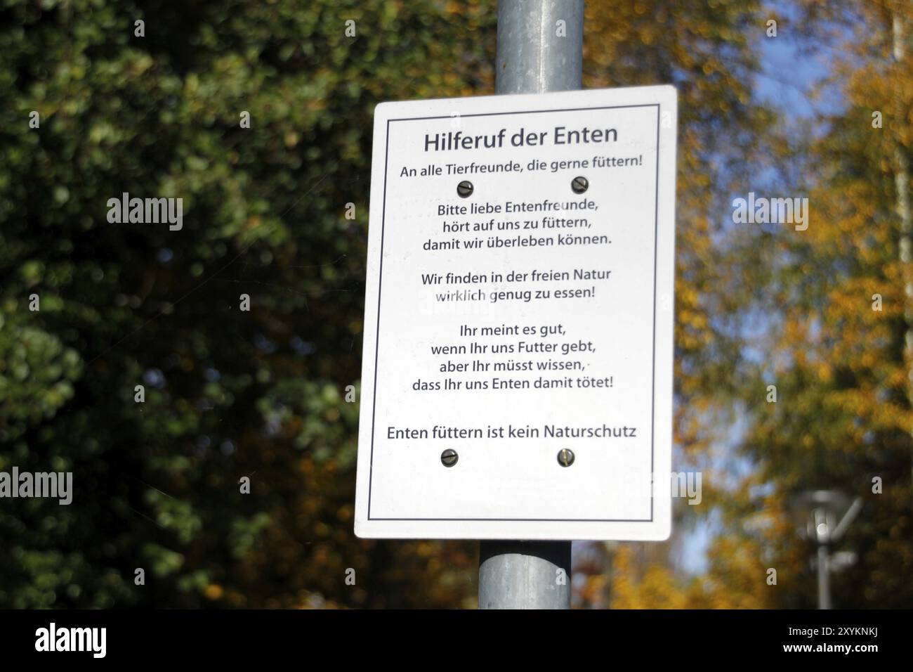 Call for help from the ducks Stock Photo - Alamy