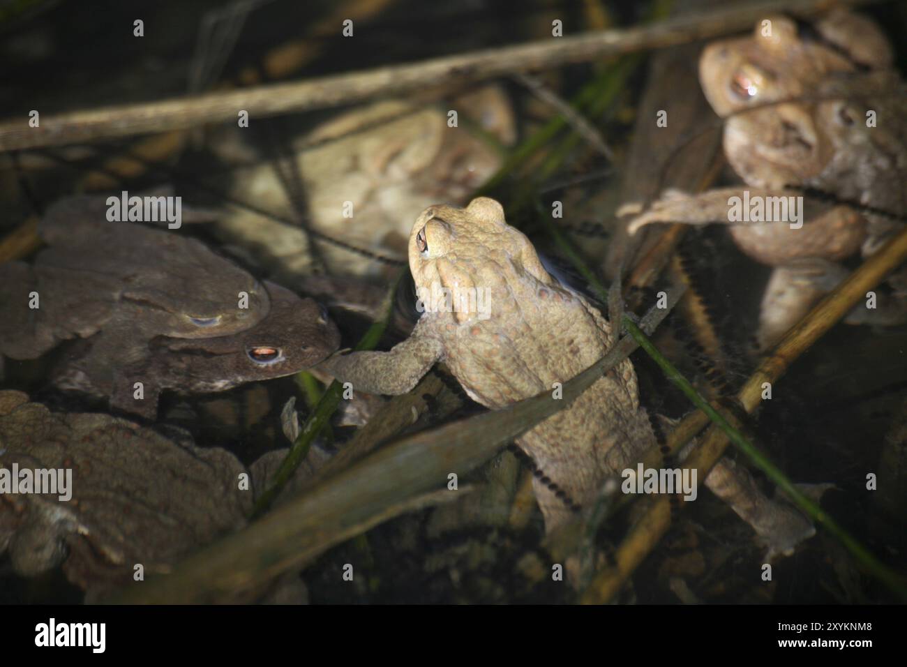 Crowds of toads in a pond Stock Photo - Alamy
