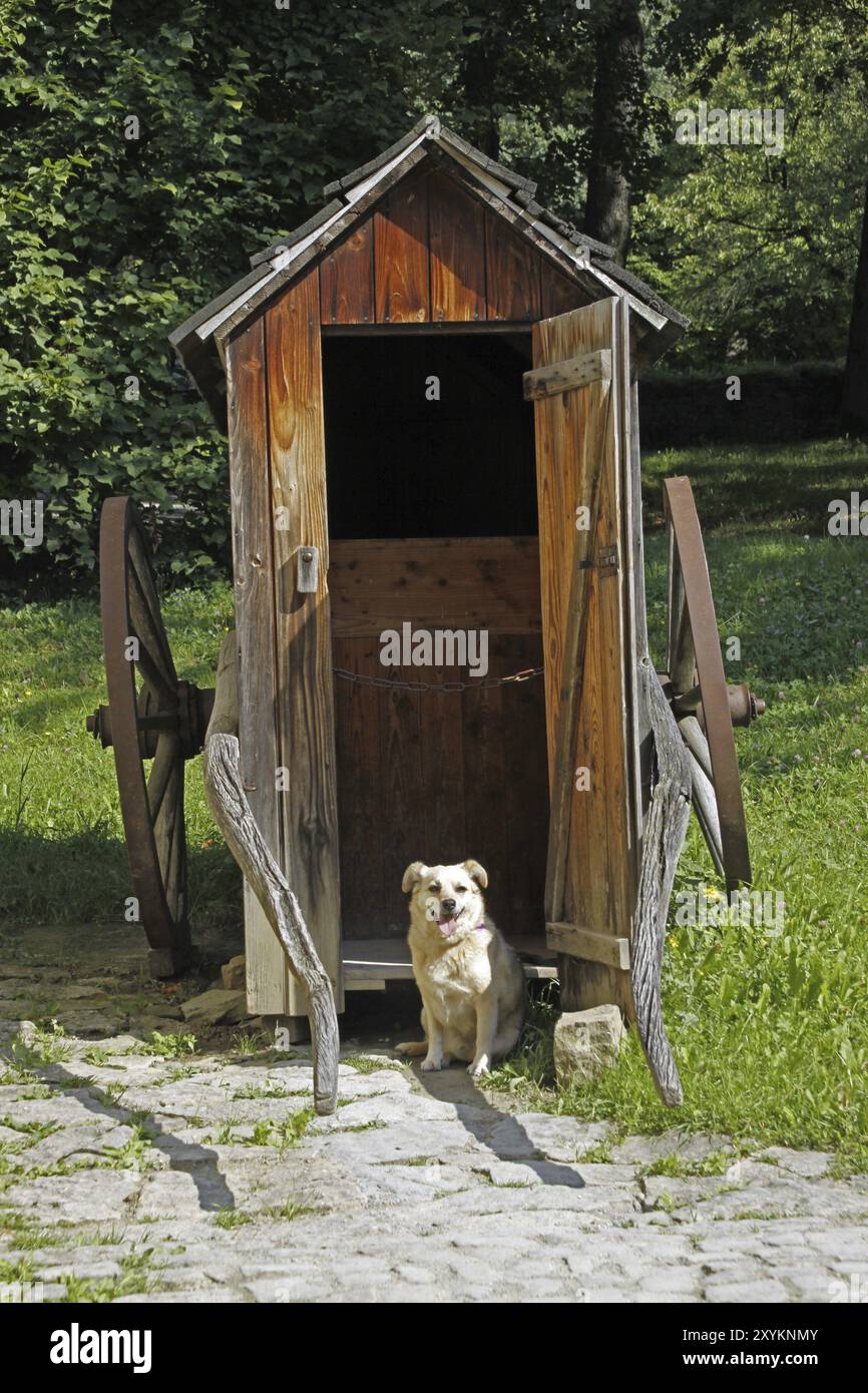 Dog in front of an old shepherd's cart Stock Photo - Alamy