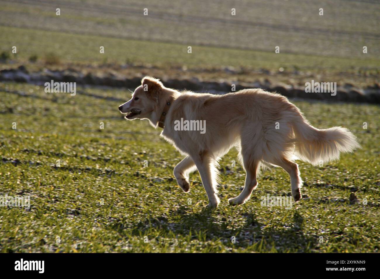 Cream coloured Border Collie Stock Photo - Alamy