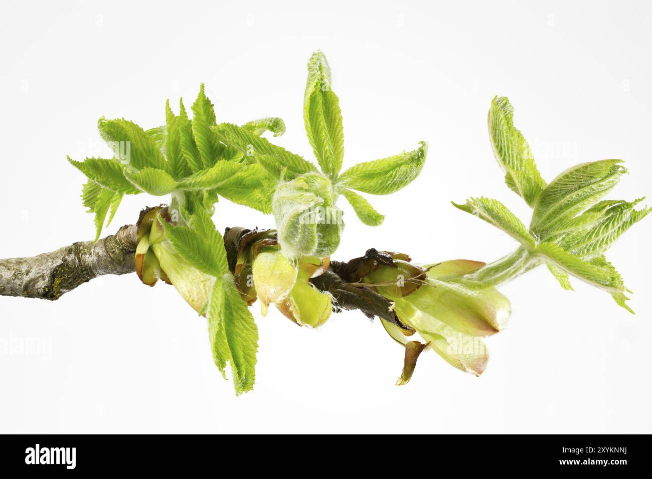 Horse chestnut inflorescences aesculus hi-res stock photography and ...