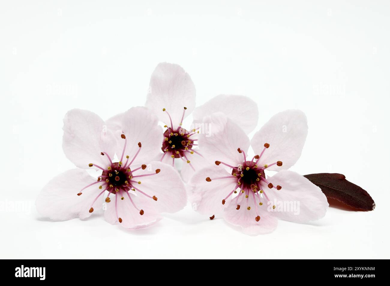 Prunus cerasifera n hi-res stock photography and images - Alamy