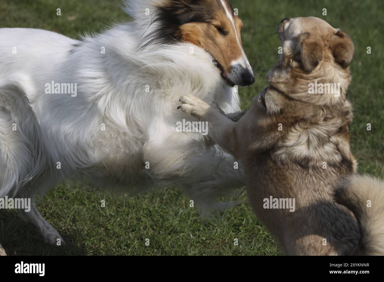 People frolicking and playing hi-res stock photography and images - Alamy